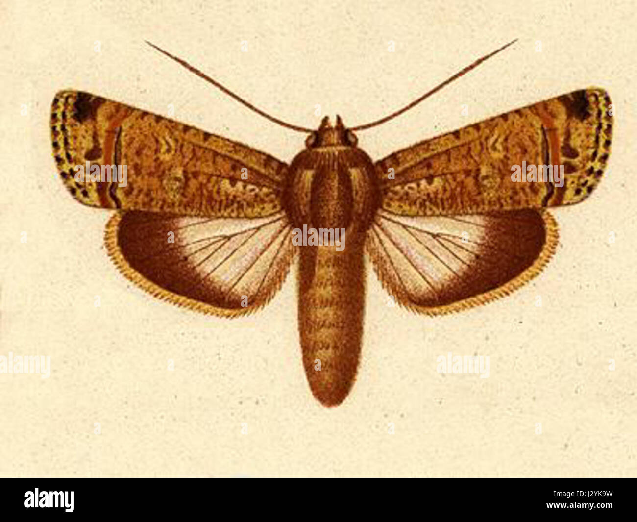 Acanthodica emittens is a species of moth, possibly shown in an ...