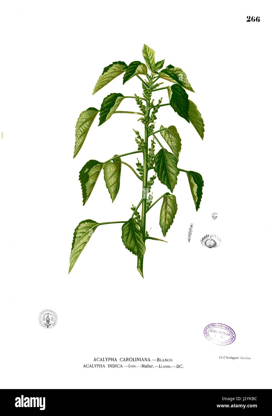 Acalypha Indica High Resolution Stock Photography and Images - Alamy