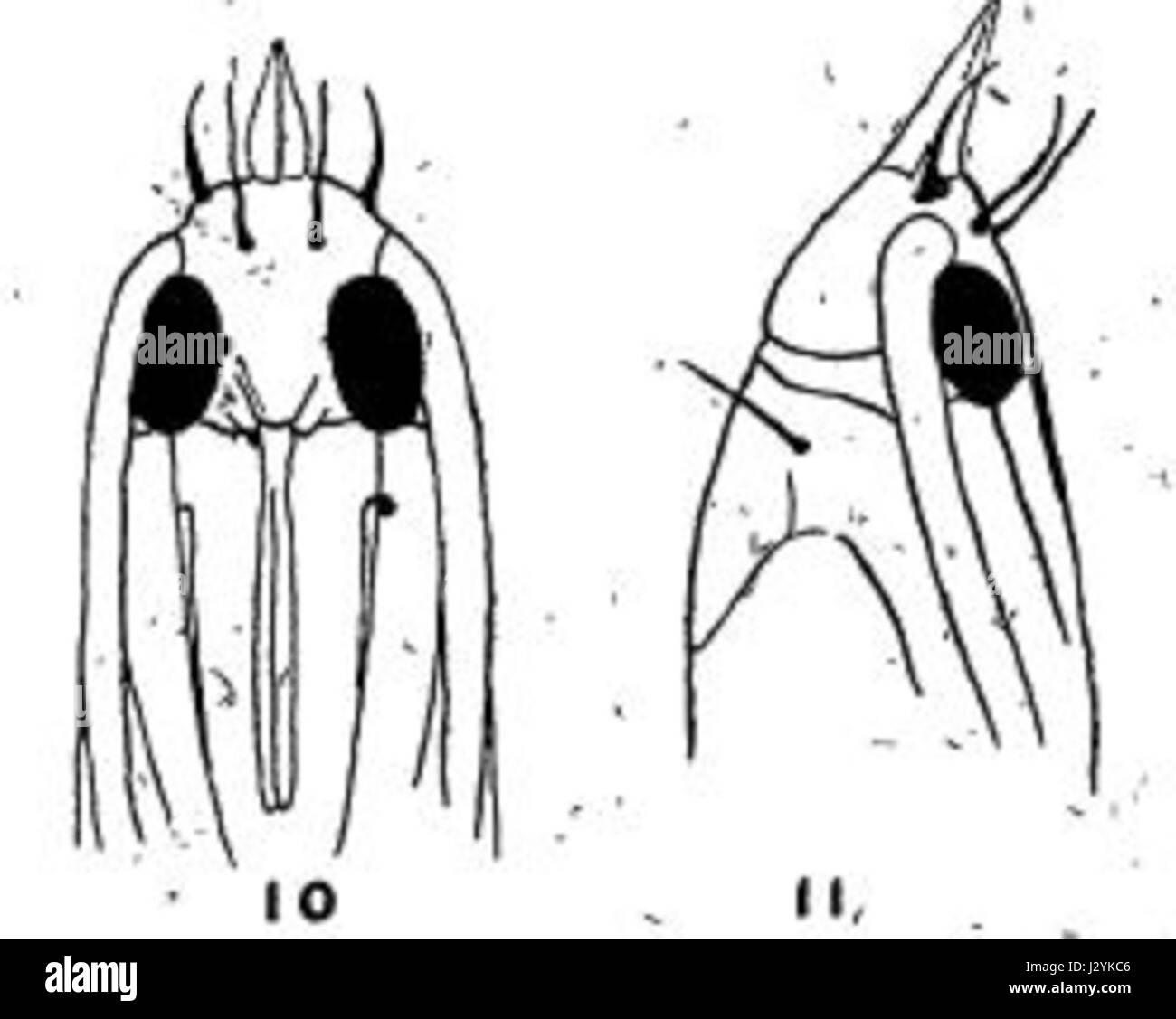 Species identification image Black and White Stock Photos & Images - Alamy