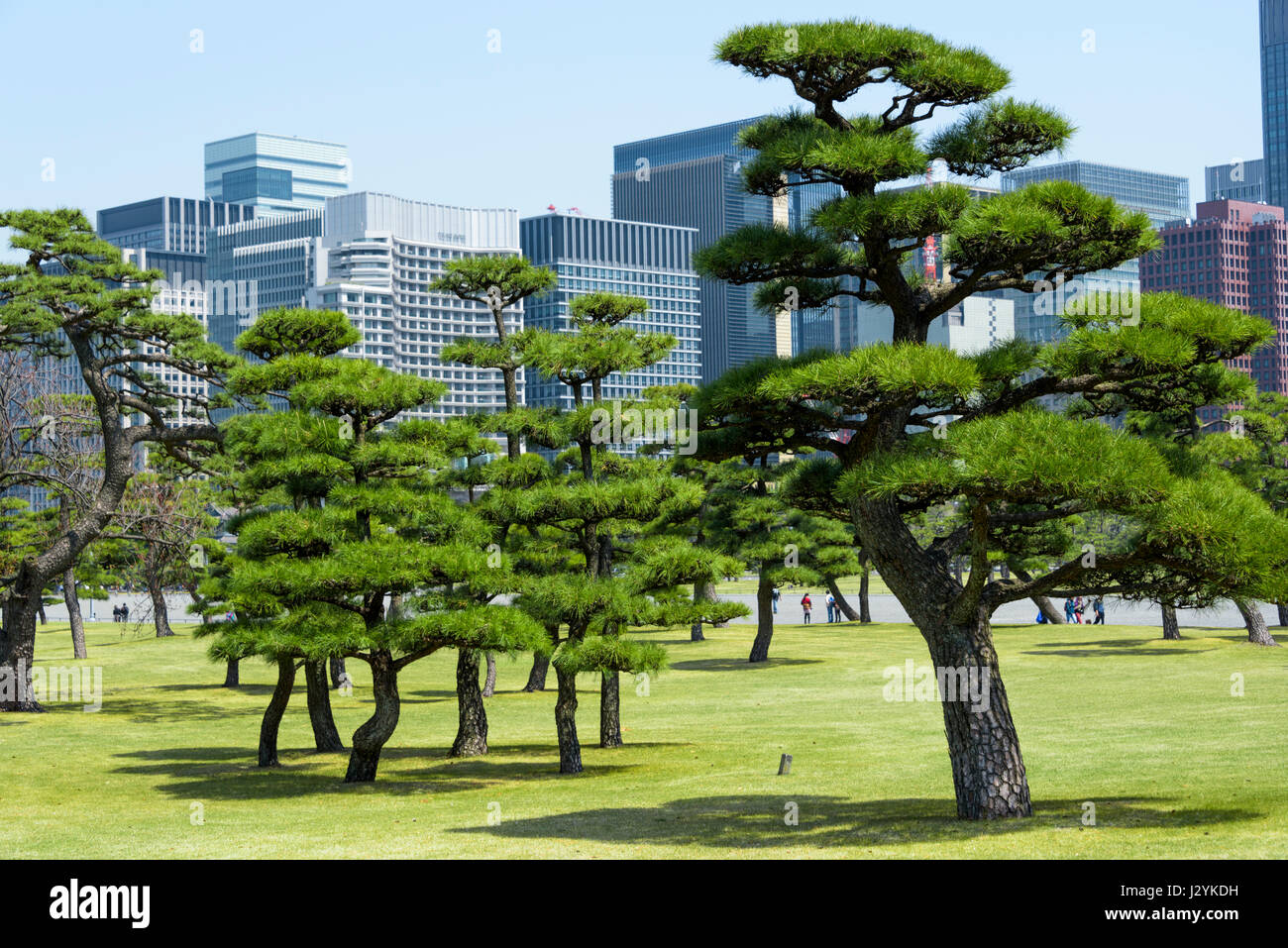 Pruned and shaped trees.Japanese topiary Stock Photo - Alamy