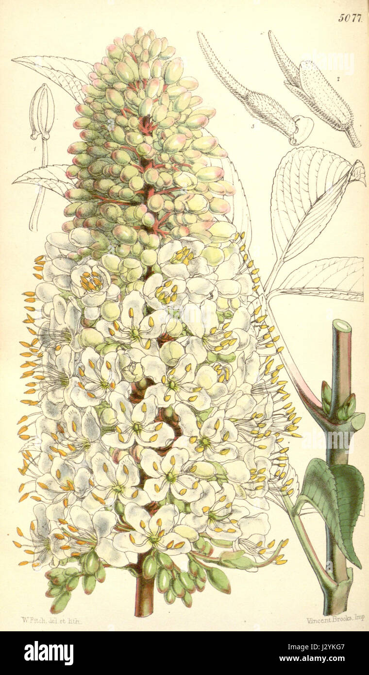 Aesculus californicus, also known as the California buckeye, is a tree ...
