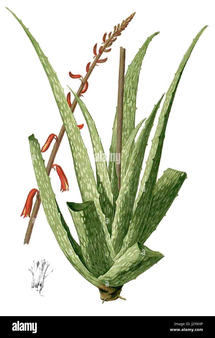 Aloe sp Blanco1.95-cropped Stock Photo - Alamy