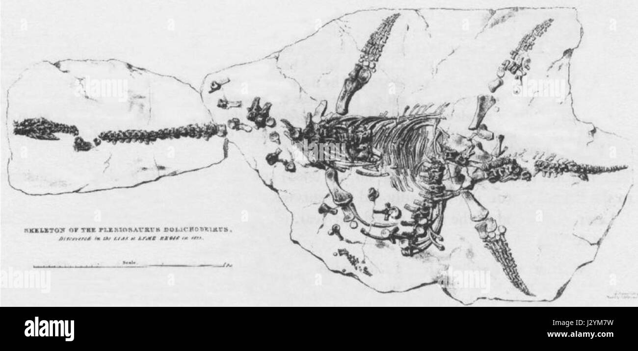 The Anning plesiosaur refers to the fossil of a marine reptile ...