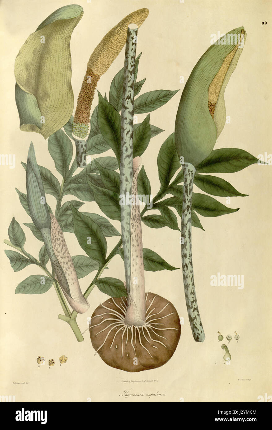 Species of flowering plant in the family araceae hi-res stock ...