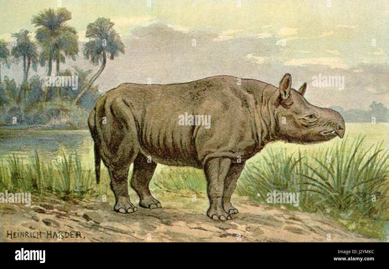 Aceratherium High Resolution Stock Photography and Images - Alamy