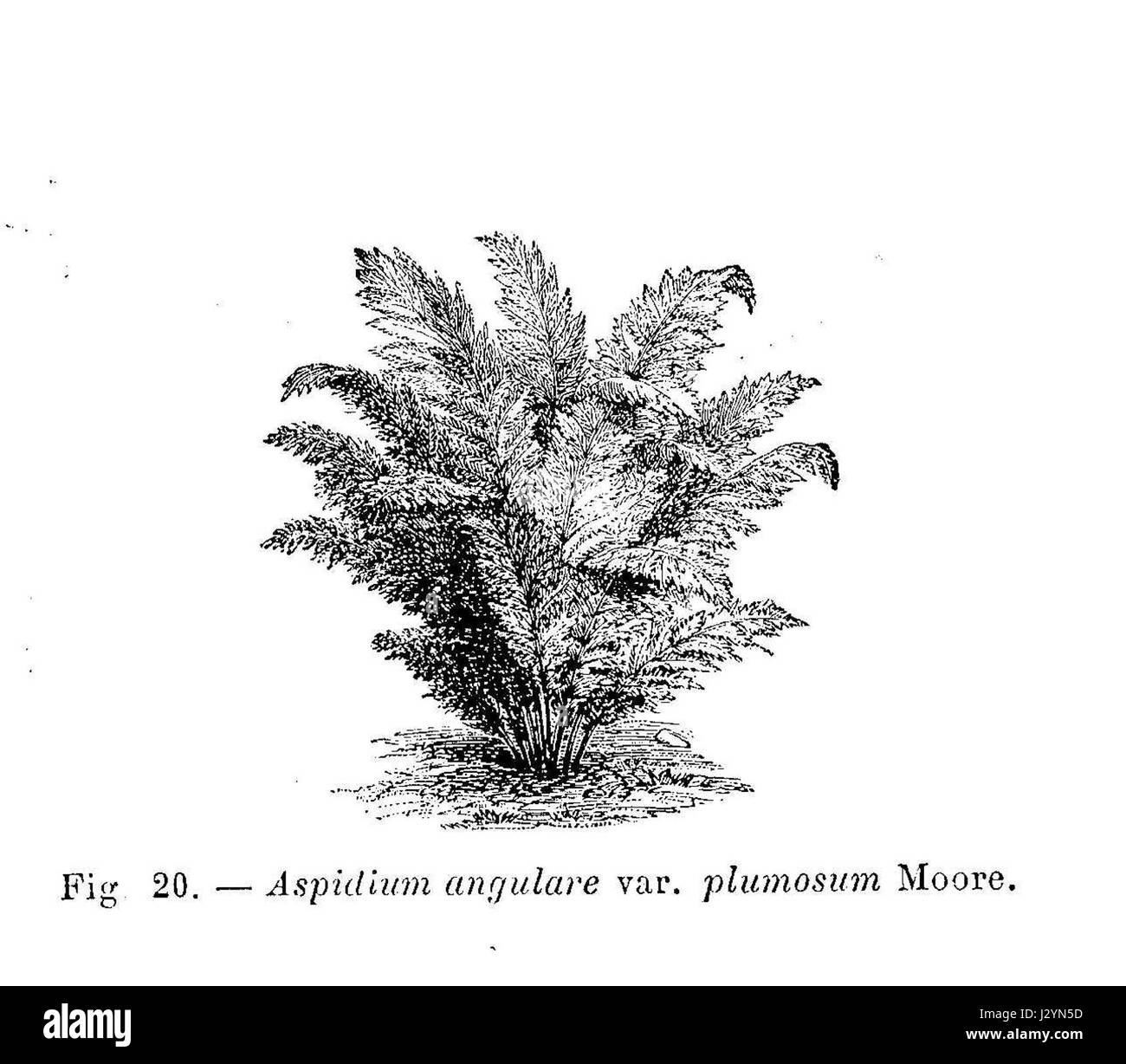Aspidium angulare plumosus Stock Photo - Alamy
