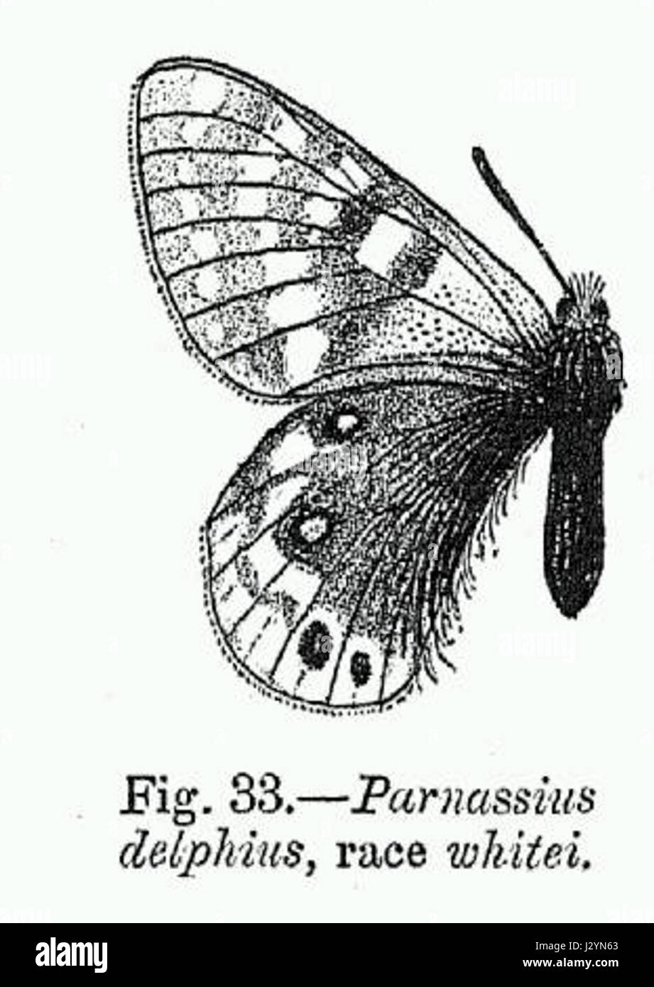 Parnassius Delphius High Resolution Stock Photography and Images - Alamy