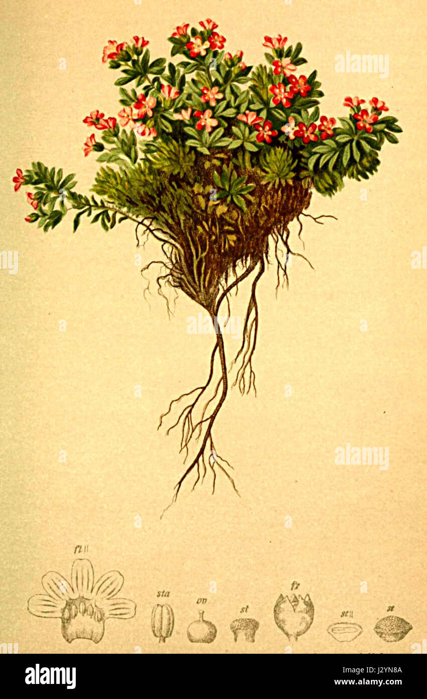 Androsace glacialis Atlas Alpenflora Stock Photo - Alamy