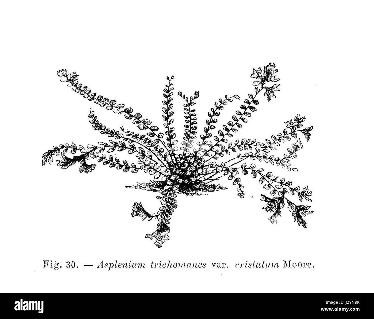 Asplenium trichomanes Cut Out Stock Images & Pictures - Alamy