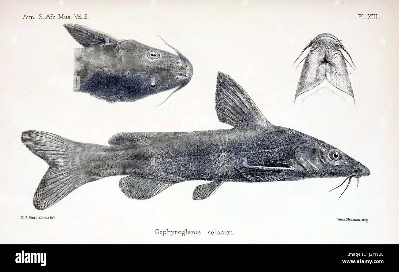 Sclateri hi-res stock photography and images - Alamy