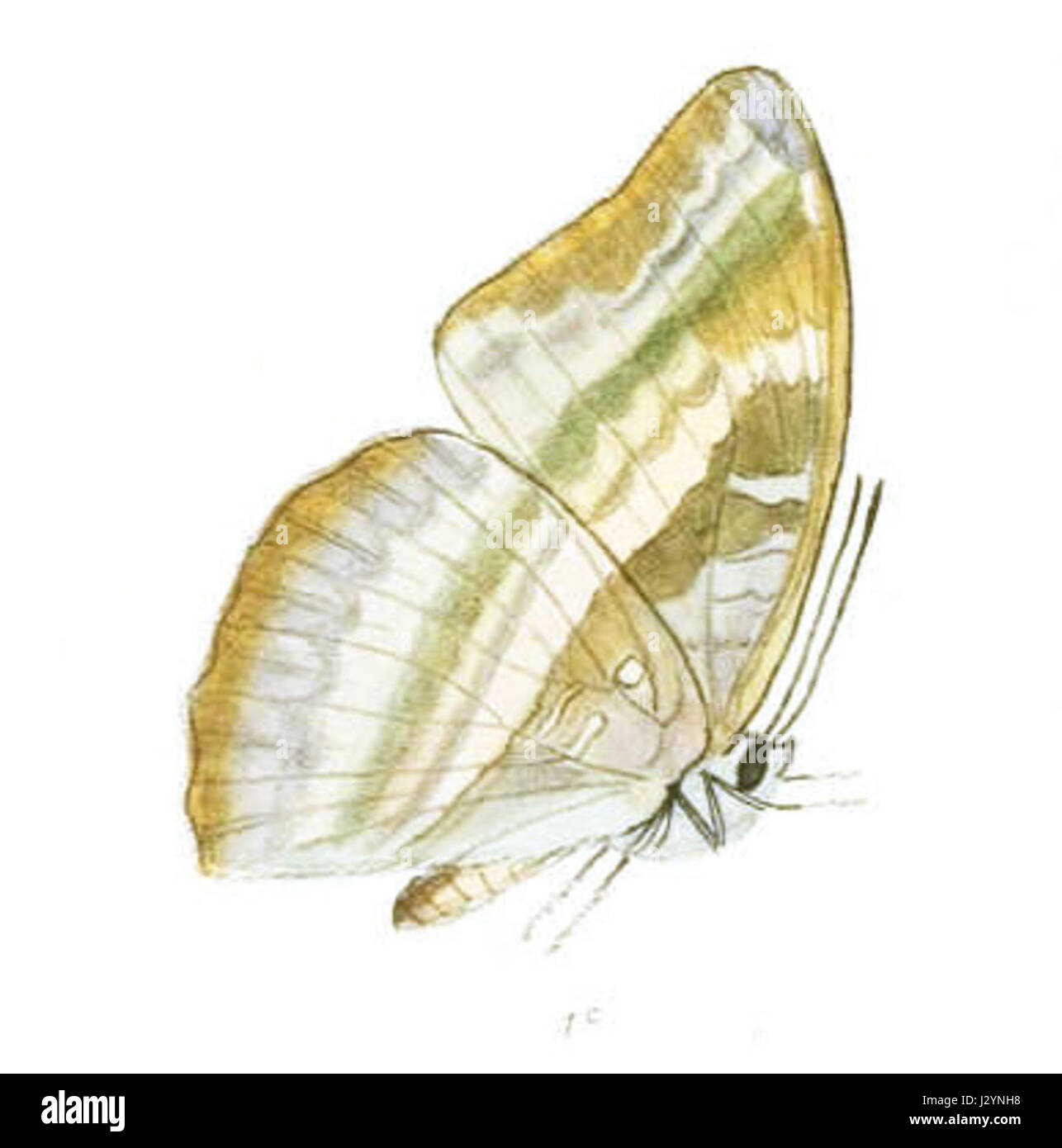 Auzakia hi-res stock photography and images - Alamy