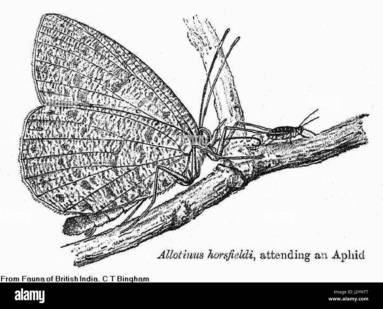 BH002 Allotinus horsfieldi Stock Photo - Alamy