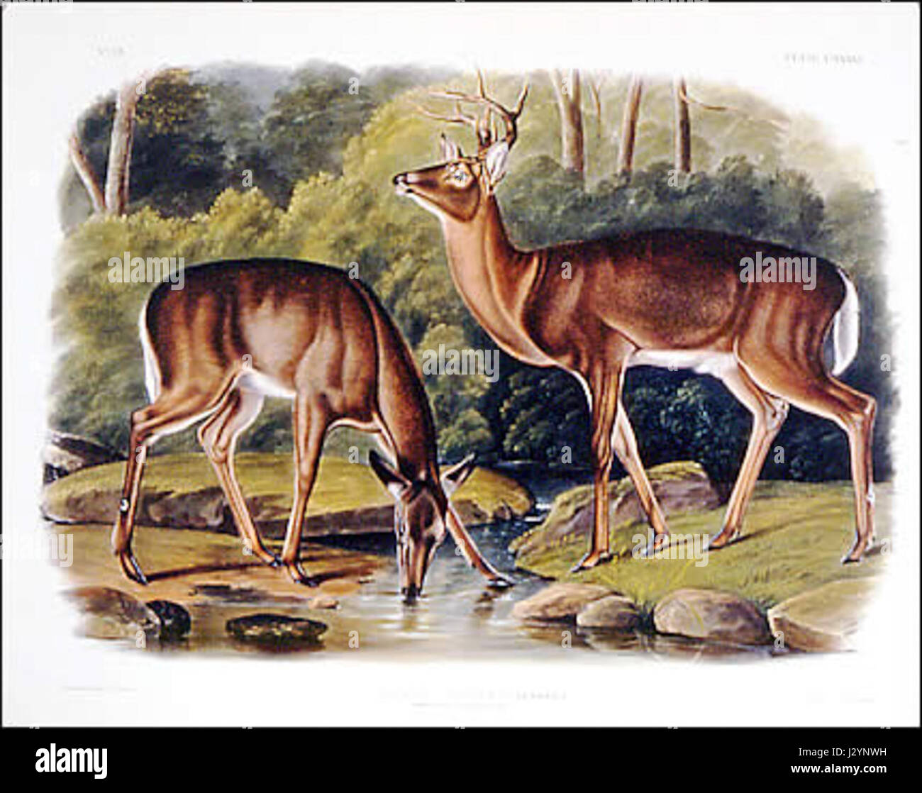 The Backman Hirsch family is noted for its historical contributions to ...