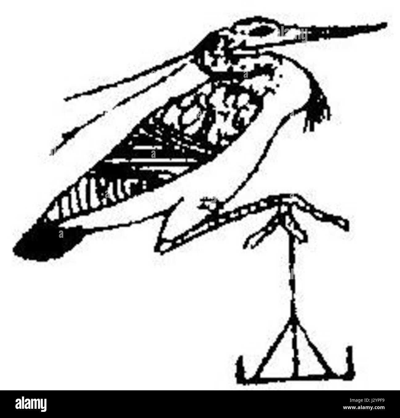 Bennu bird hi-res stock photography and images - Alamy