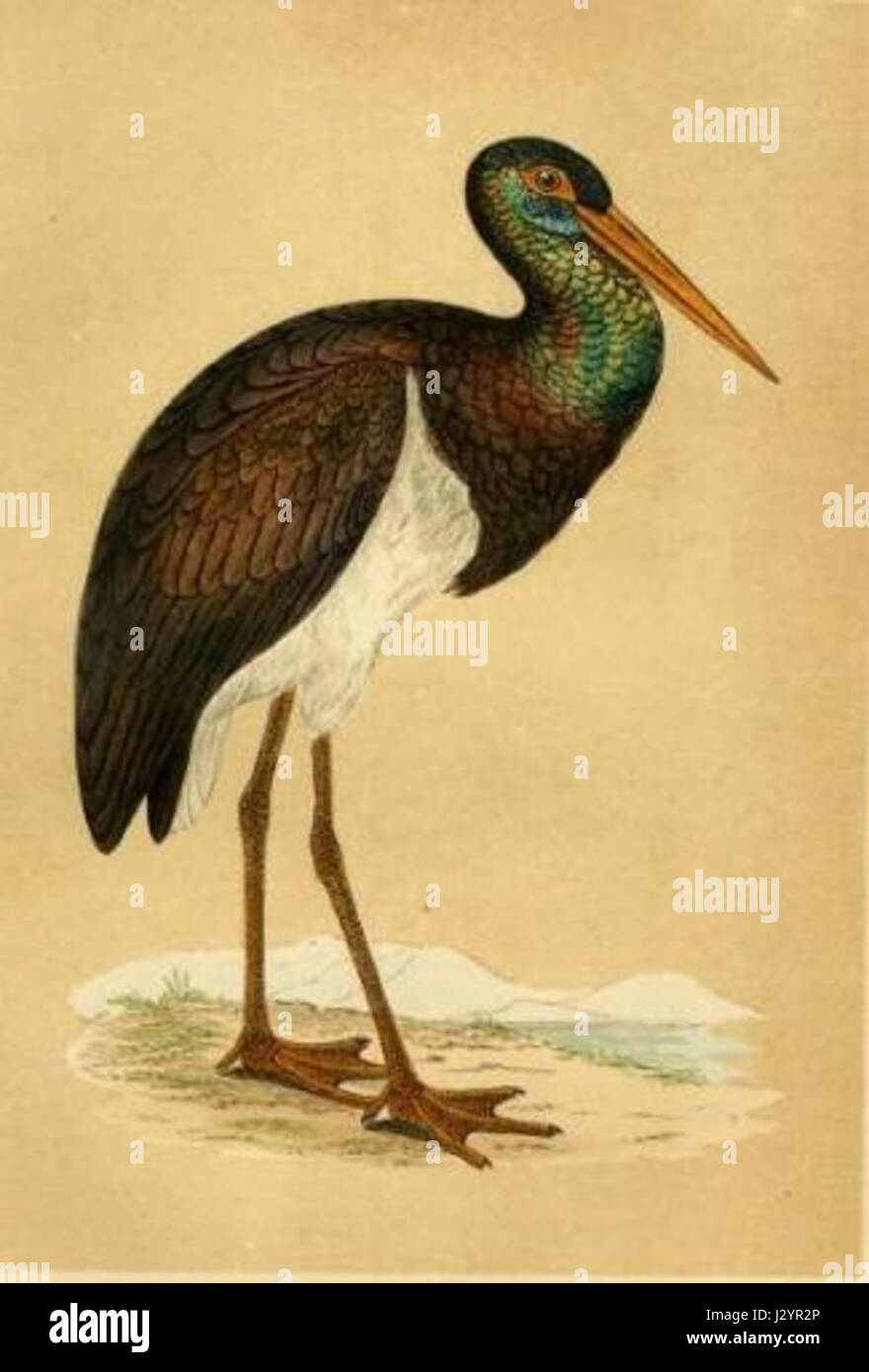 Species of stork hi-res stock photography and images - Alamy