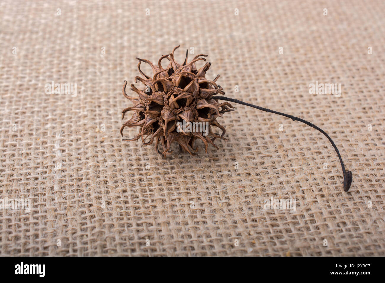 Brown pod or capsule on a linen canvas background Stock Photo - Alamy