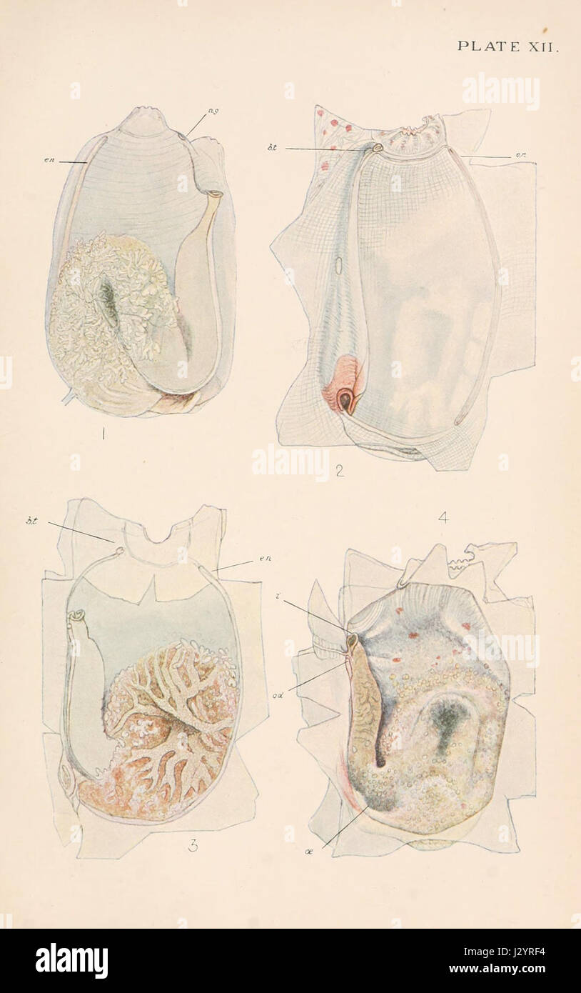 The British Tunicata Plate refers to a scientific illustration ...