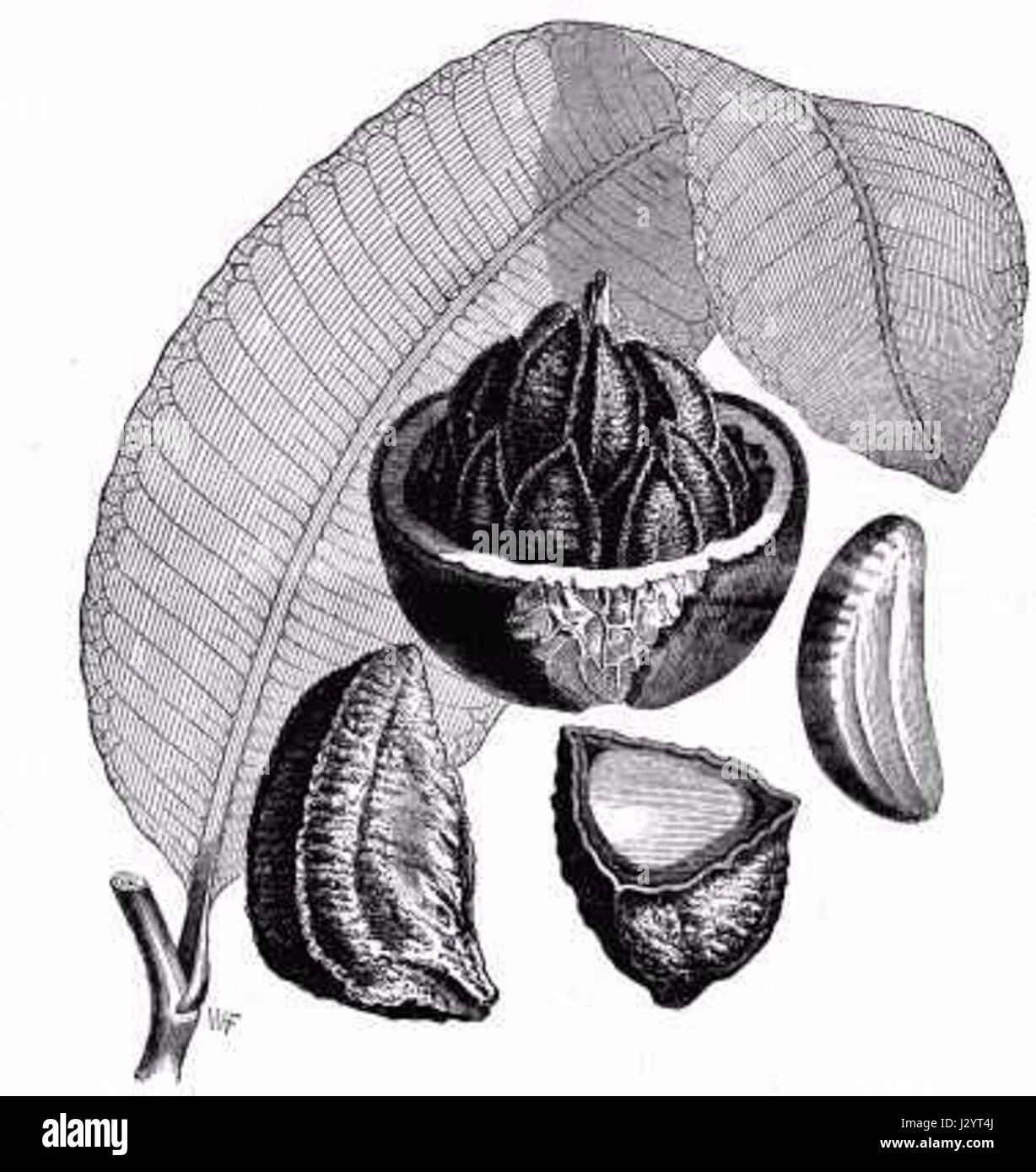 The Brazil nut, native to the Amazon rainforest, is a highly nutritious ...