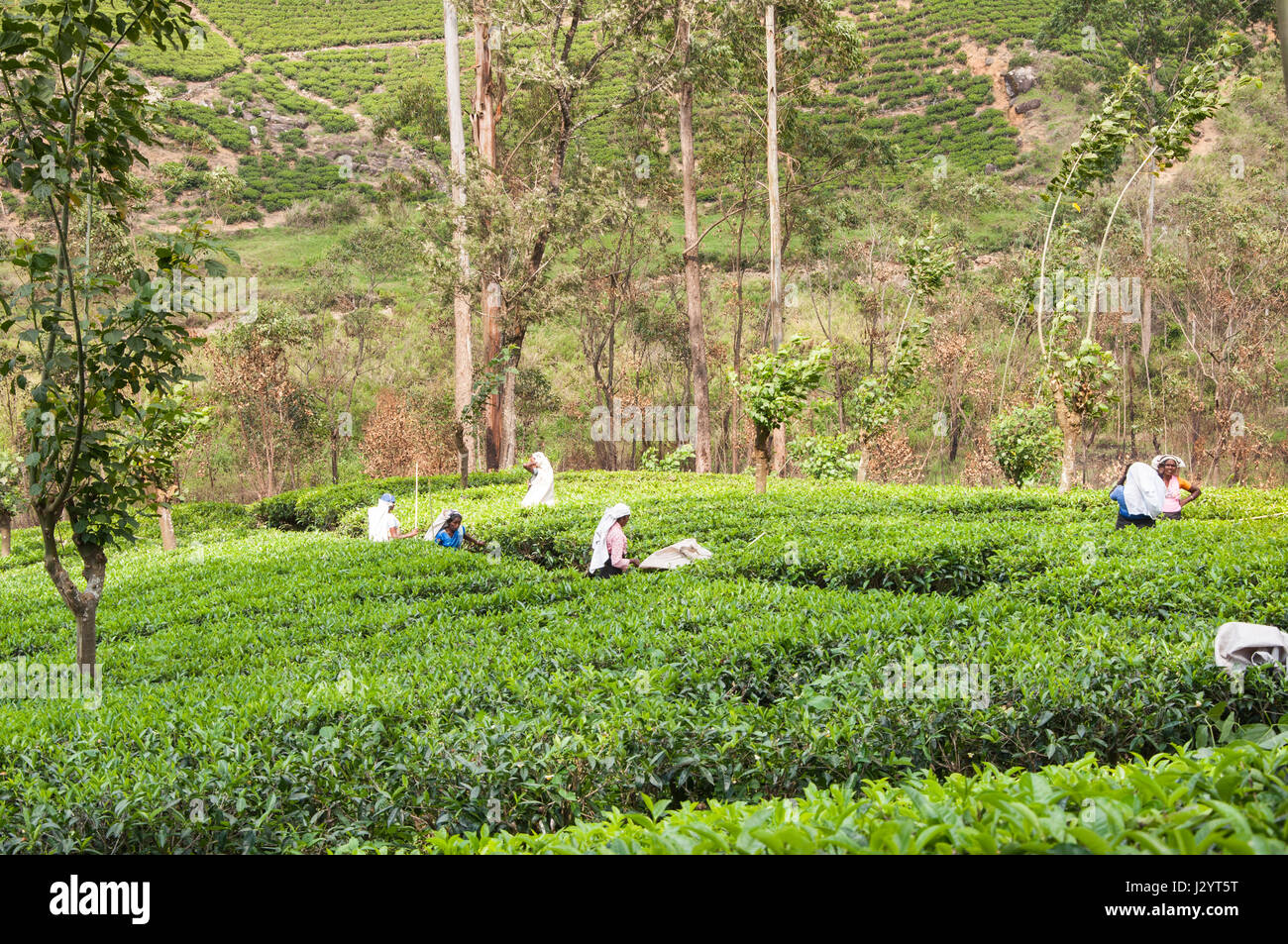 Female tea workers hi-res stock photography and images - Alamy