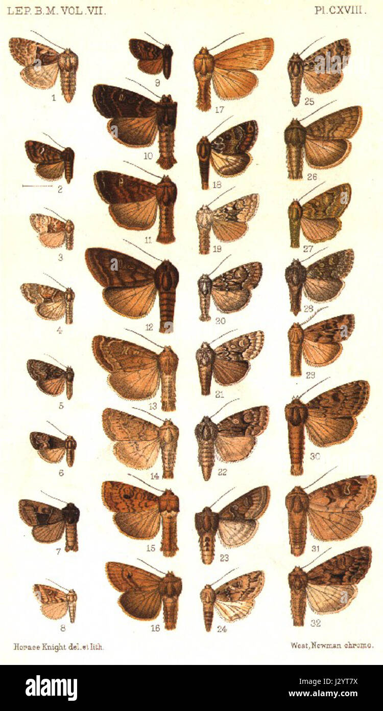 This is a catalogue reference from the British Museum, Plate CXVIII ...