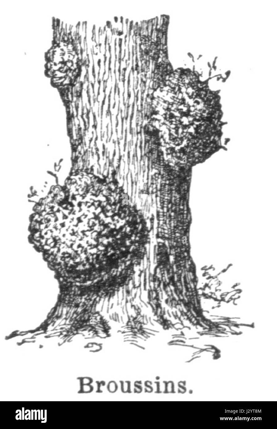 Abnormal growth on trees hi-res stock photography and images - Alamy