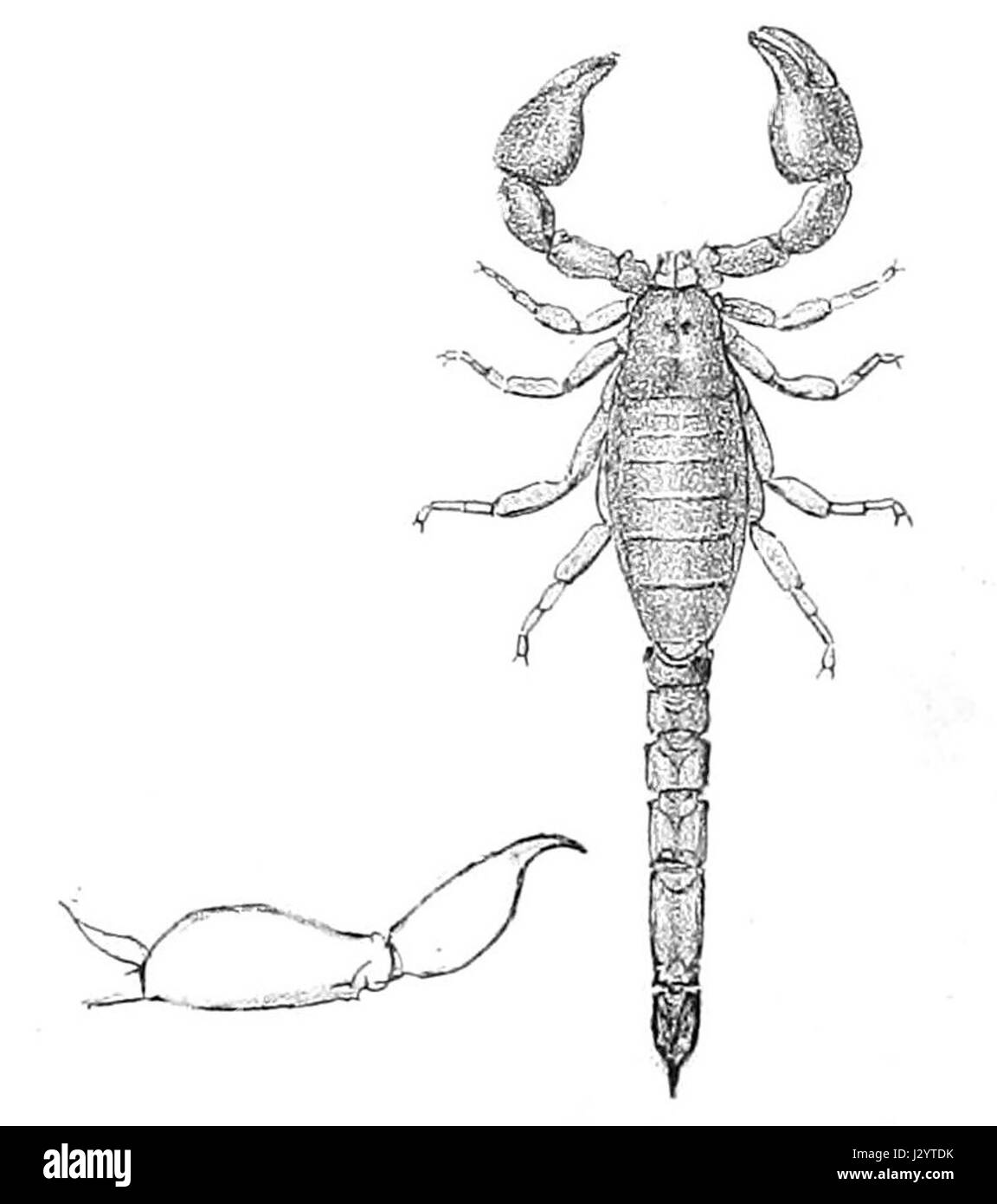 Nitidus hi-res stock photography and images - Alamy