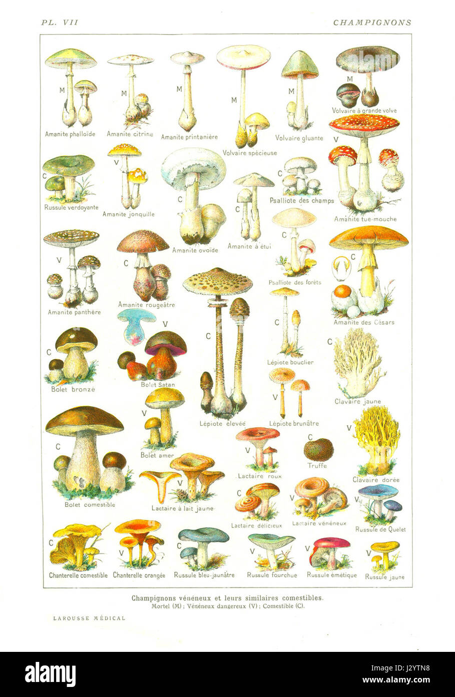 Various types plants on Cut Out Stock Images & Pictures - Alamy