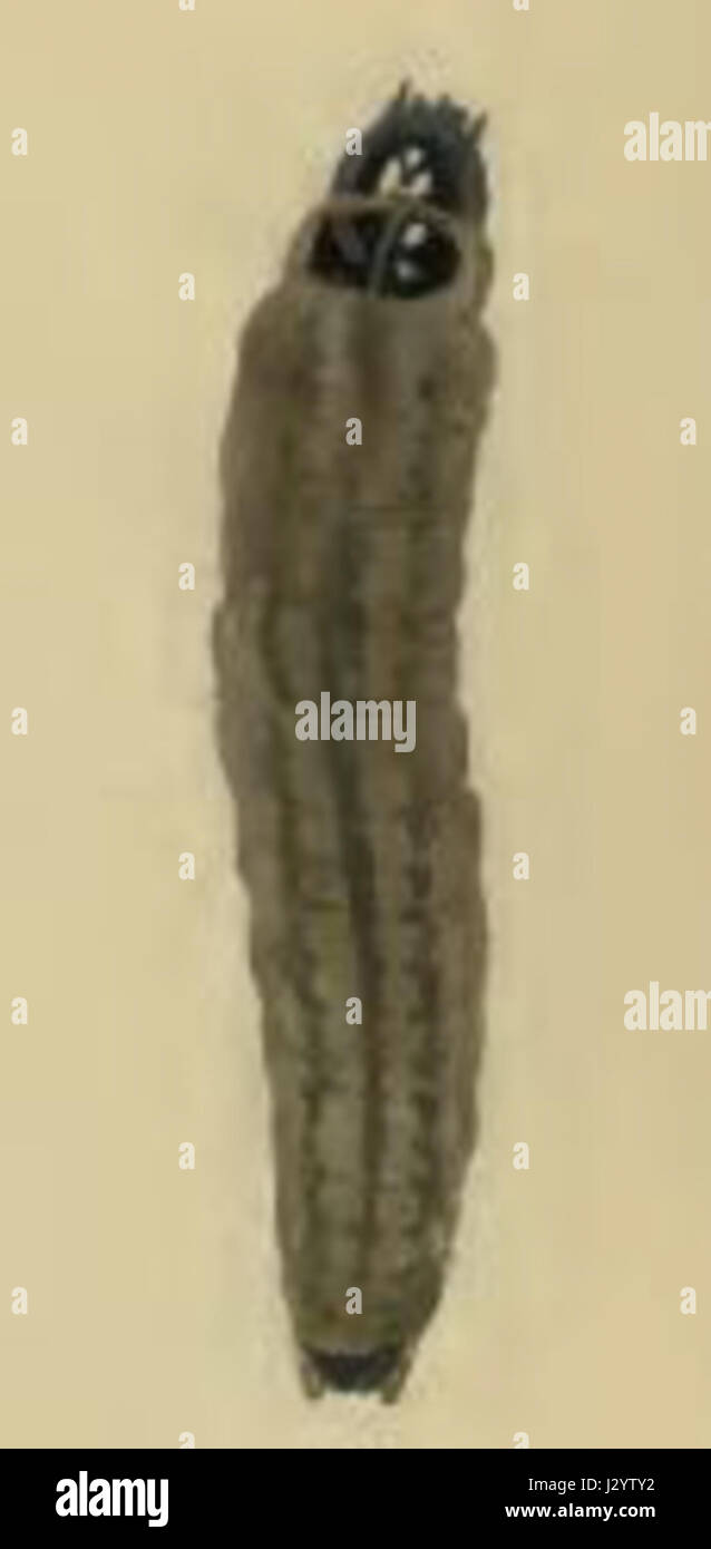 The larva of Caryocolum marmorea is a moth species in the Gelechiidae ...