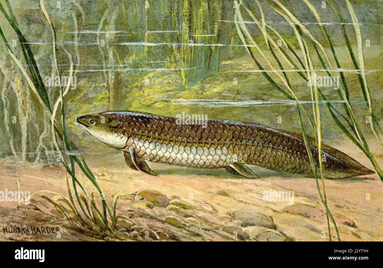 Ceratodus hi-res stock photography and images - Alamy