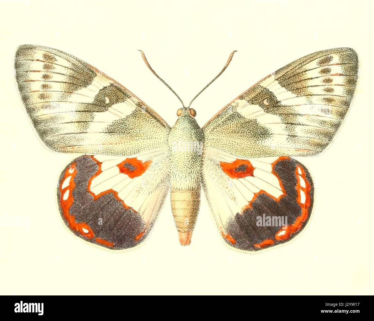 Juturna High Resolution Stock Photography and Images - Alamy