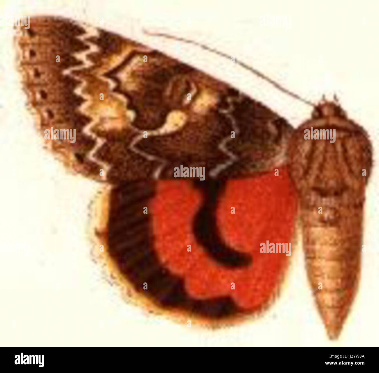 Hermia hi-res stock photography and images - Alamy