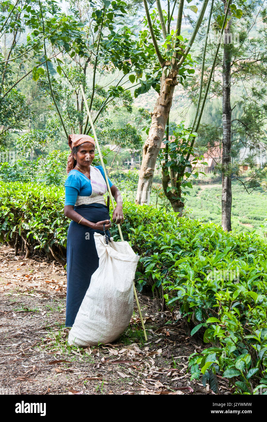Female tea picker hi-res stock photography and images - Alamy