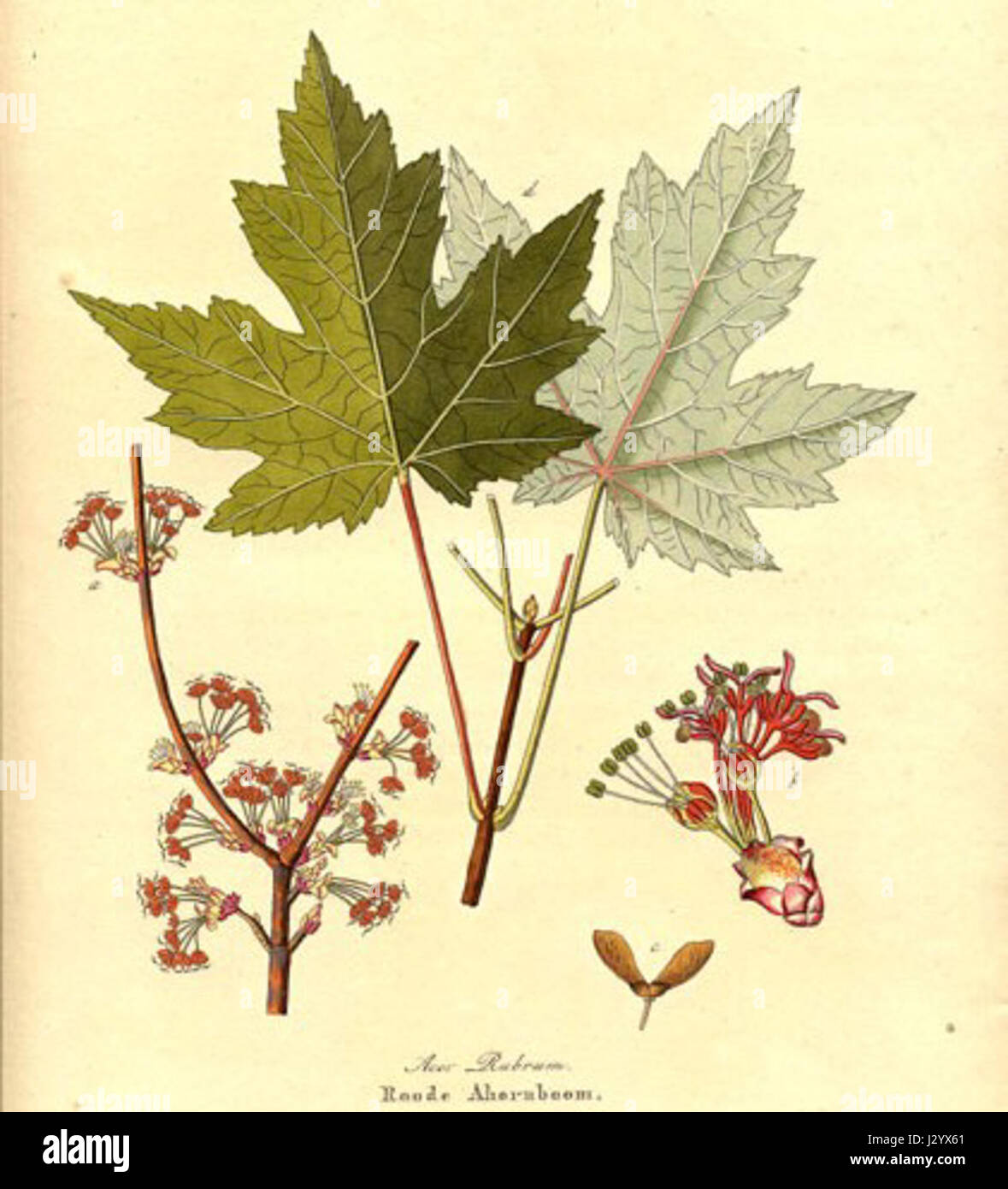 Acer rubrum, commonly known as the red maple, is a species native to ...