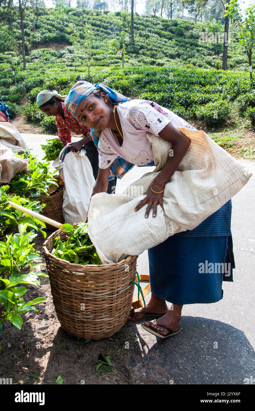 Crop picker hi-res stock photography and images - Alamy