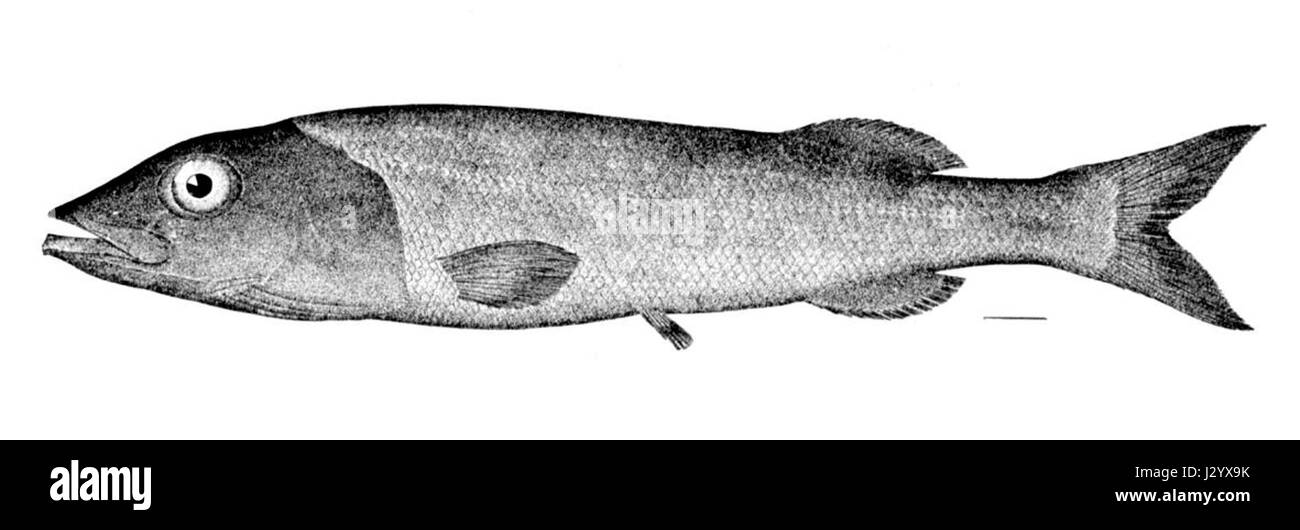 Fish species cataloging Black and White Stock Photos & Images - Alamy