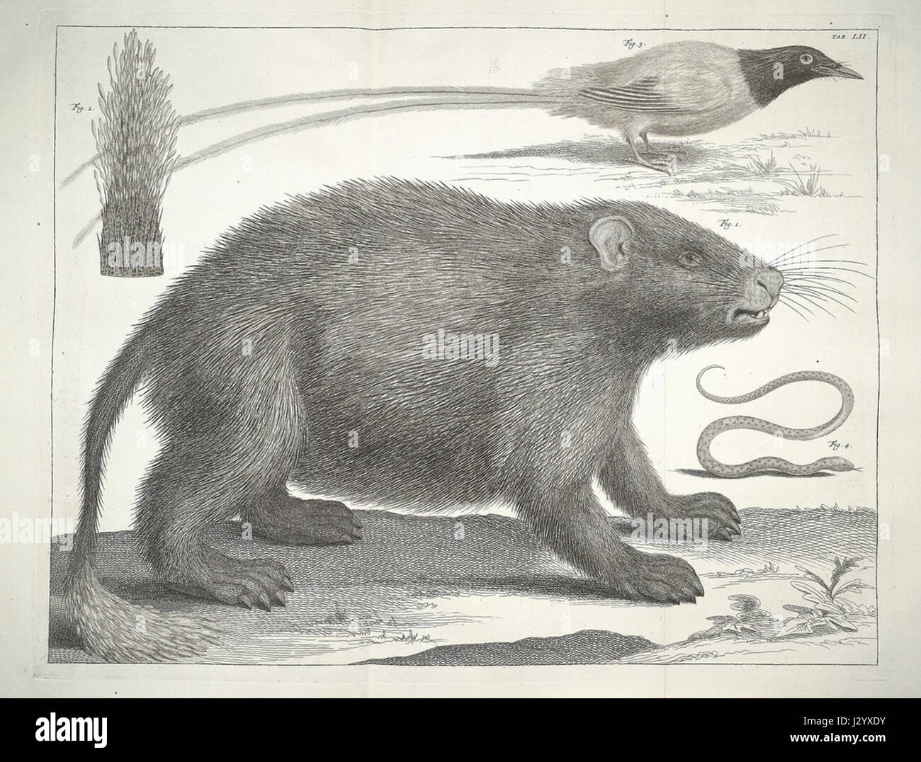 Thesaurus of albertus seba hi-res stock photography and images - Alamy