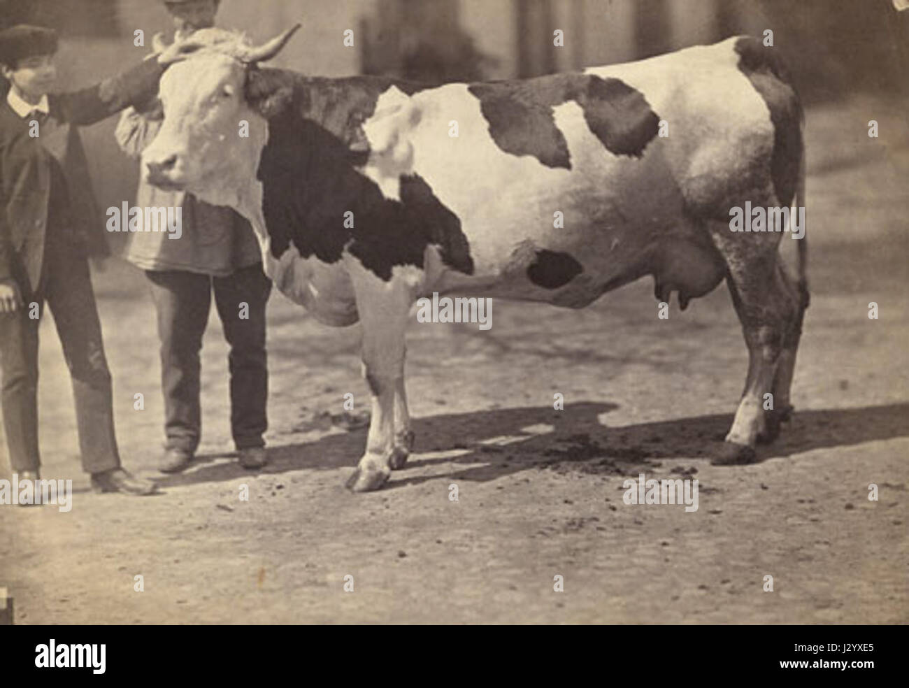 Braun Cow High Resolution Stock Photography and Images - Alamy