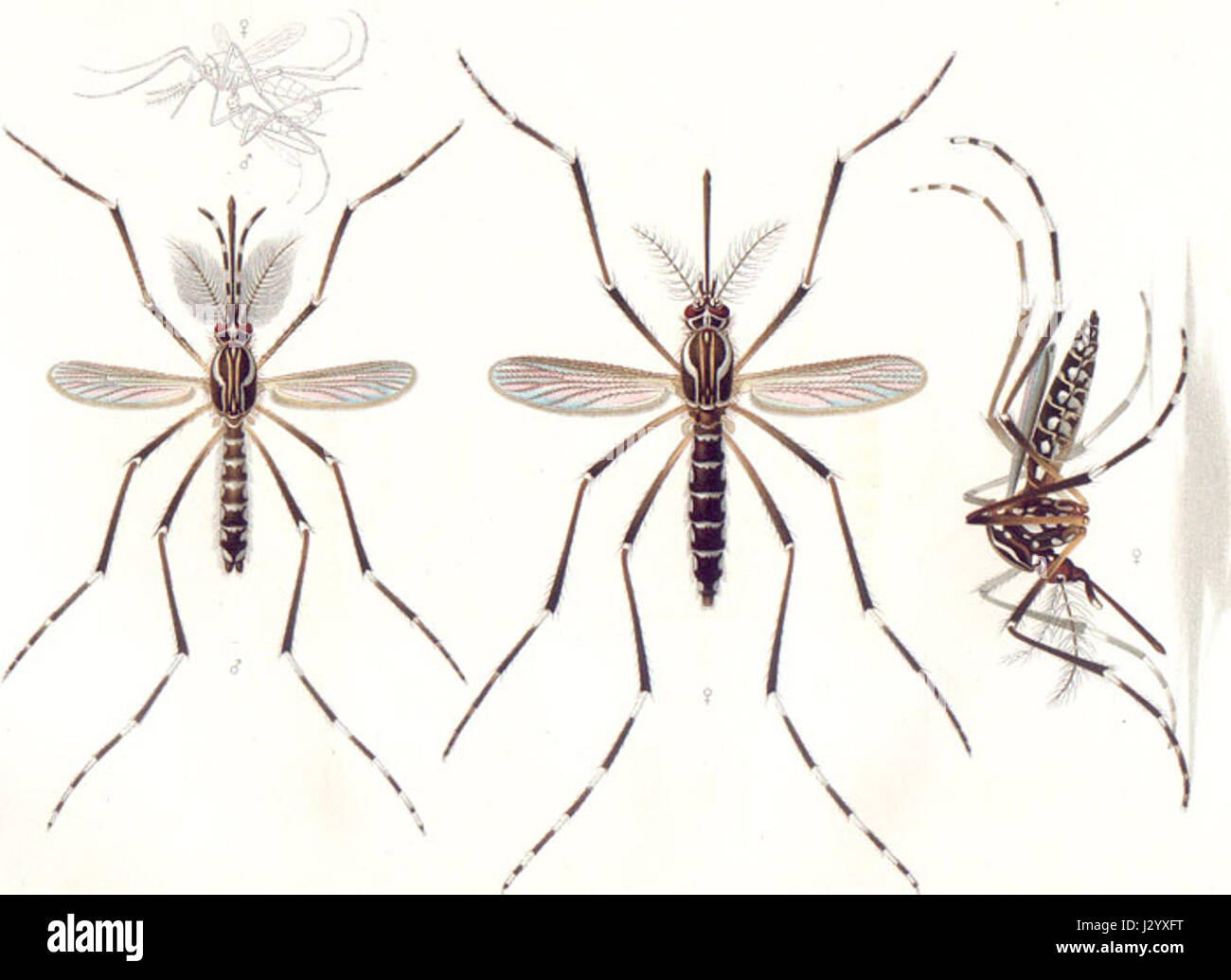 Aedes aegypti, studied by E.A. Goeldi in 1905, is a mosquito species ...
