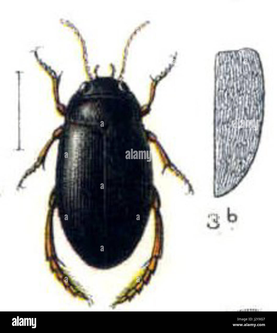 Agabus hi-res stock photography and images - Alamy