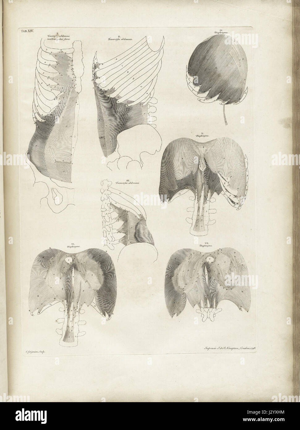 Albinus illustration hi-res stock photography and images - Alamy