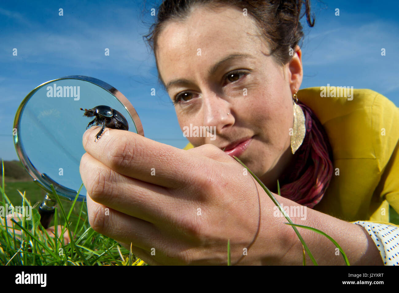 Dr.Sarah Beynon an entomologist, with British Dung Beetle (Geotrupes ...