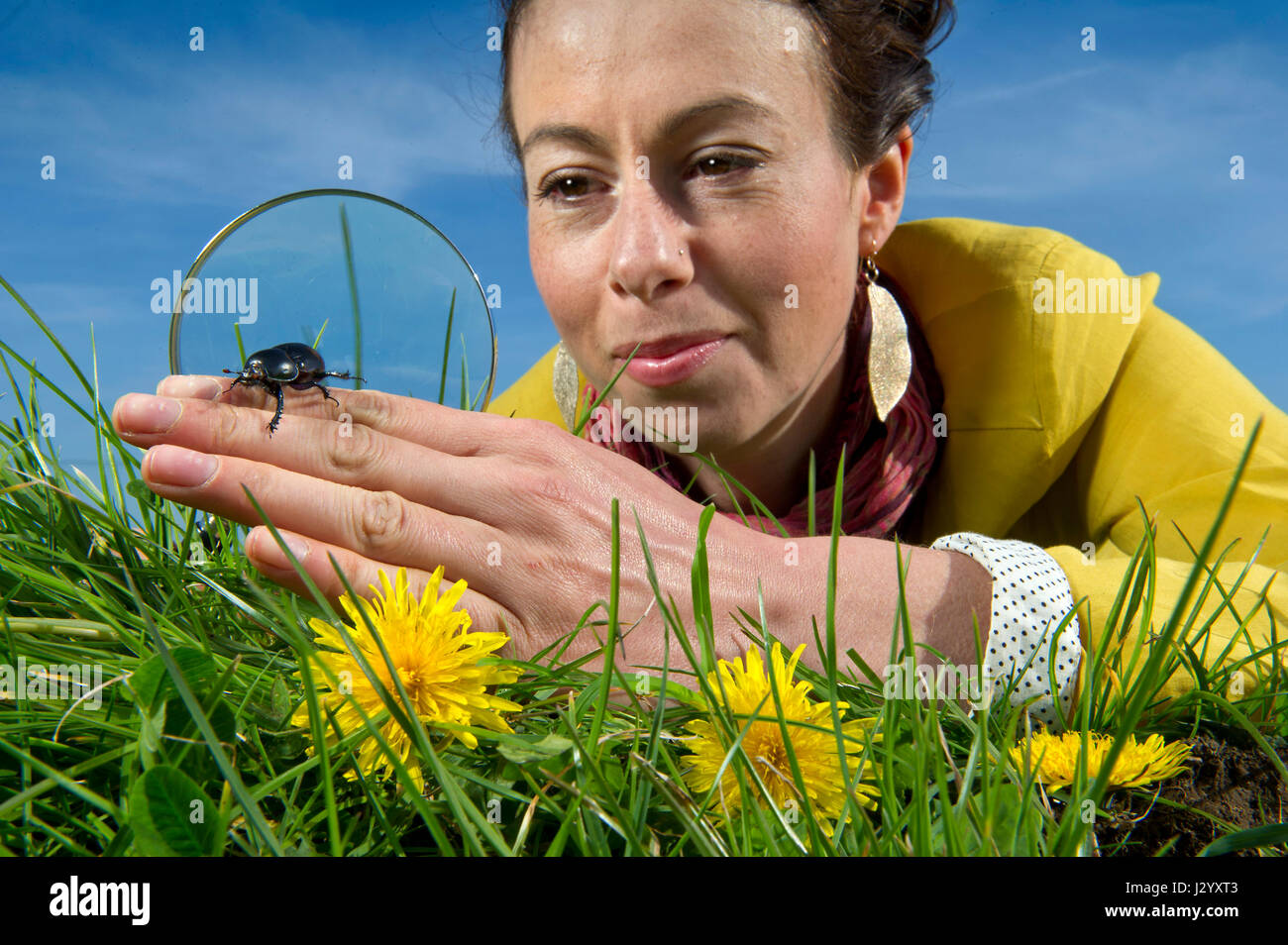 Dr.Sarah Beynon an entomologist, with British Dung Beetle (Geotrupes ...