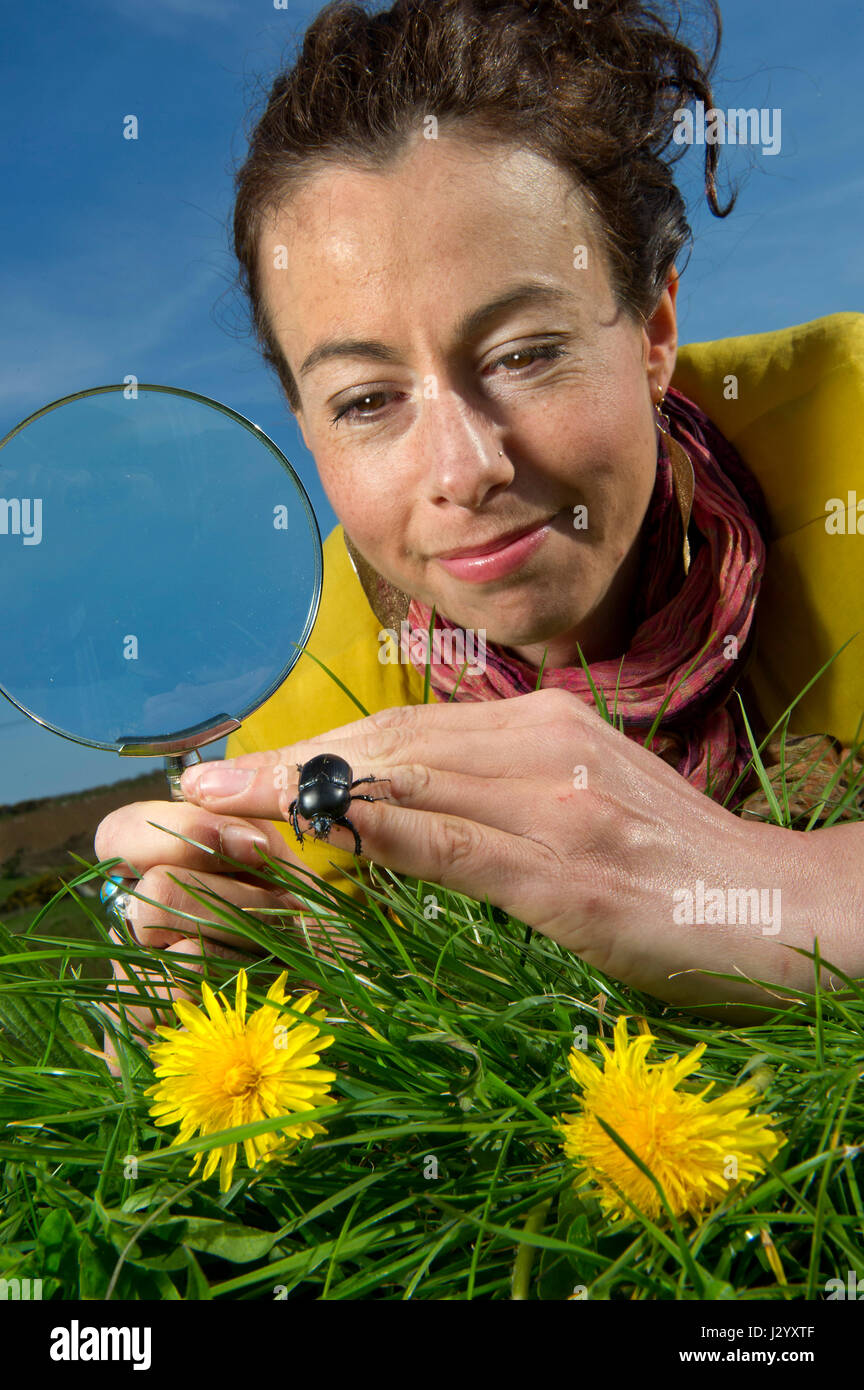 Dr.Sarah Beynon an entomologist, with British Dung Beetle (Geotrupes ...