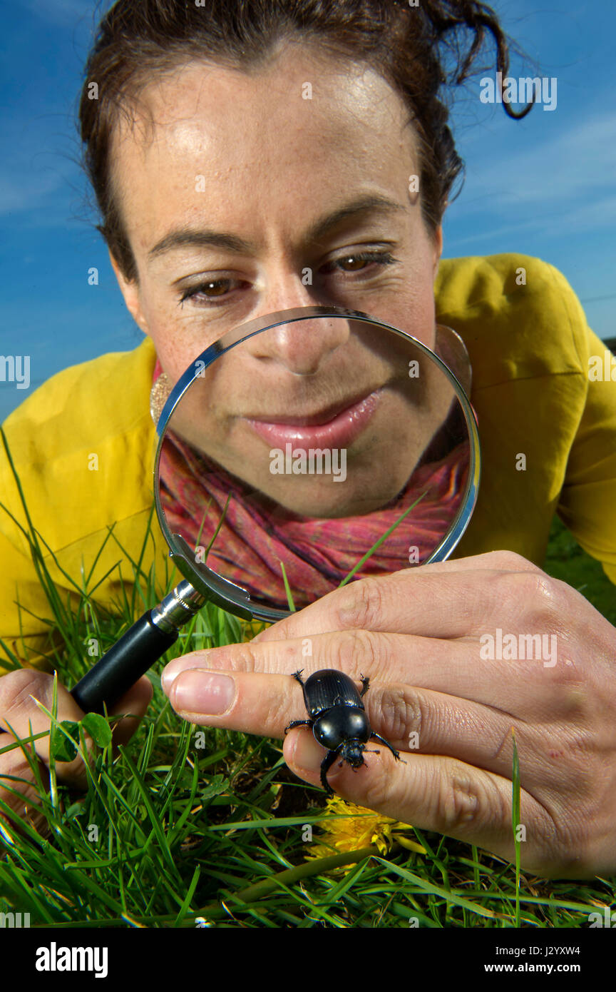 Dr.Sarah Beynon an entomologist, with British Dung Beetle (Geotrupes ...
