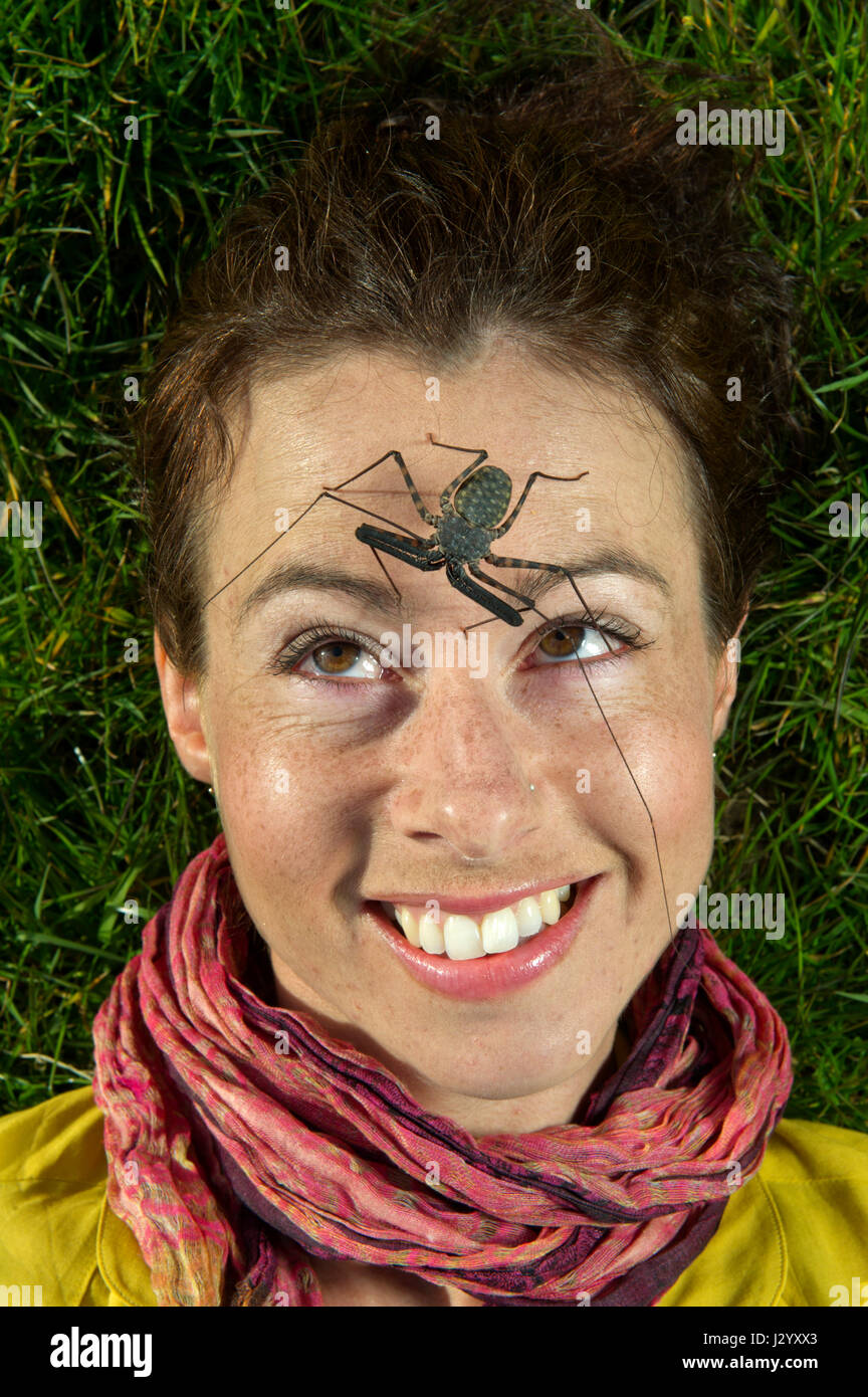 Dr.Sarah Beynon an entomologist, with British Dung Beetle (Geotrupes ...