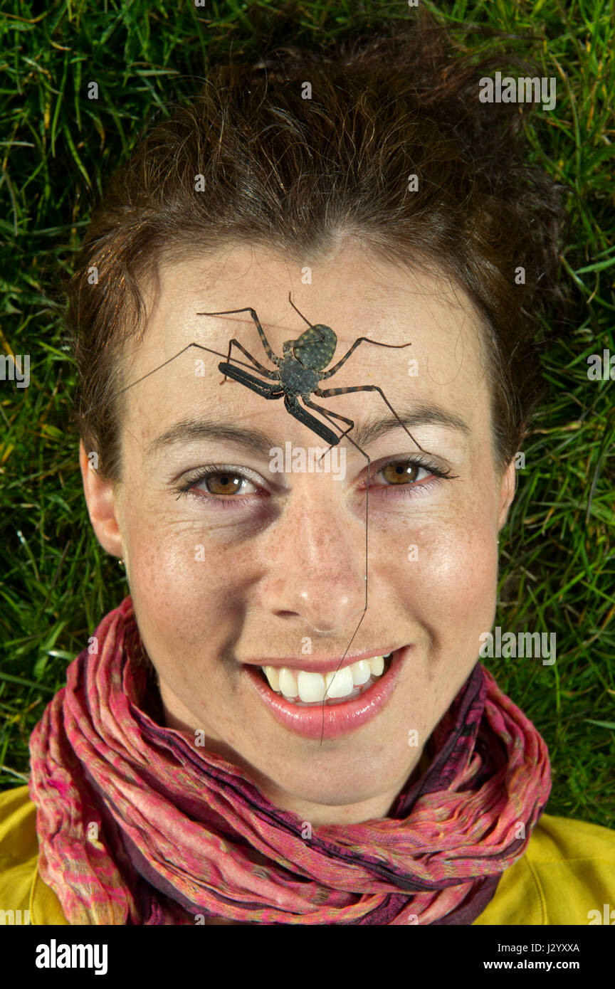Dr.Sarah Beynon an entomologist, with British Dung Beetle (Geotrupes ...