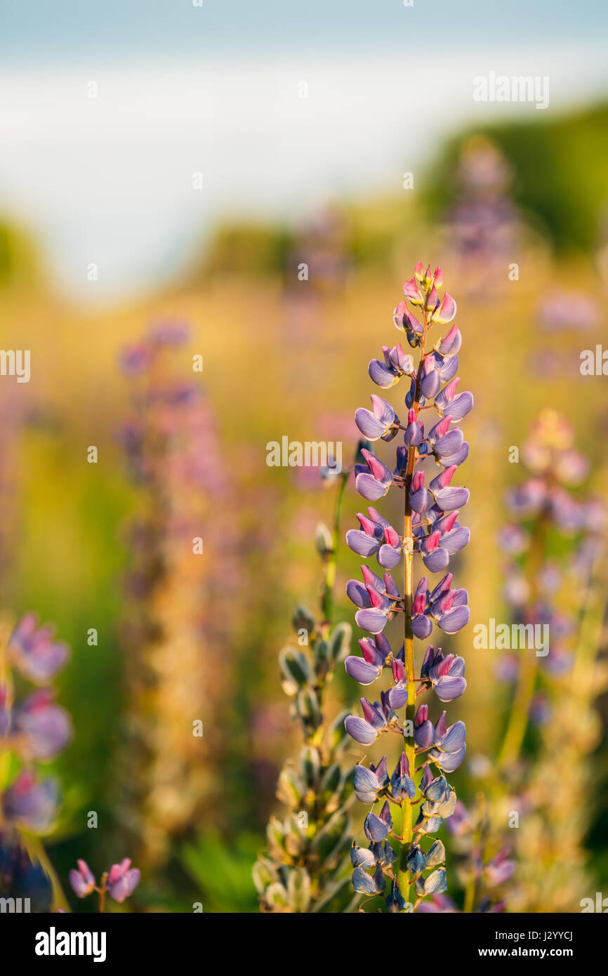 Wild Flowers Lupine In Summer Field Meadow At Sunset Sunrise. Close Up ...