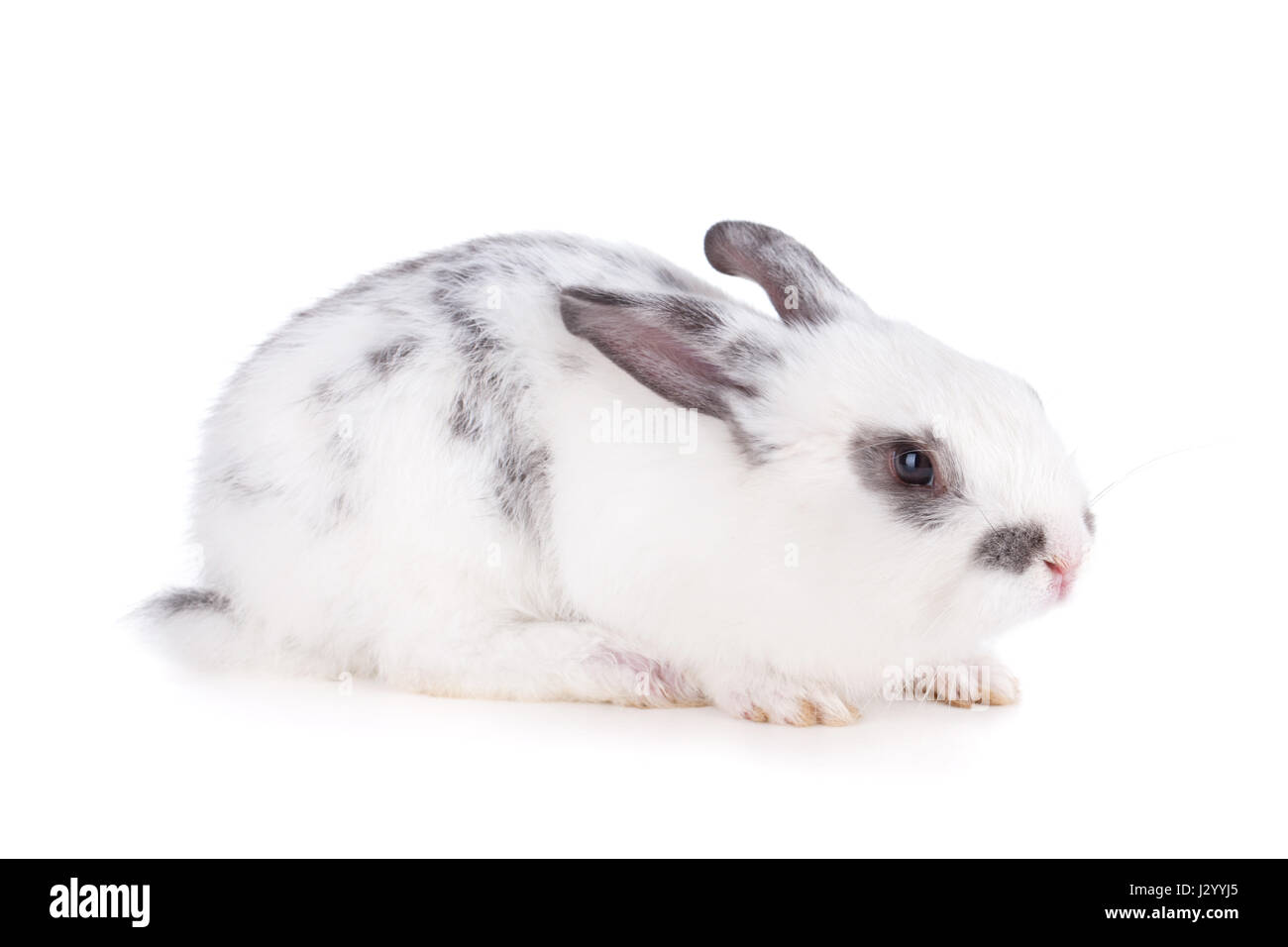 Small rabbit. Isolated on white background Stock Photo - Alamy
