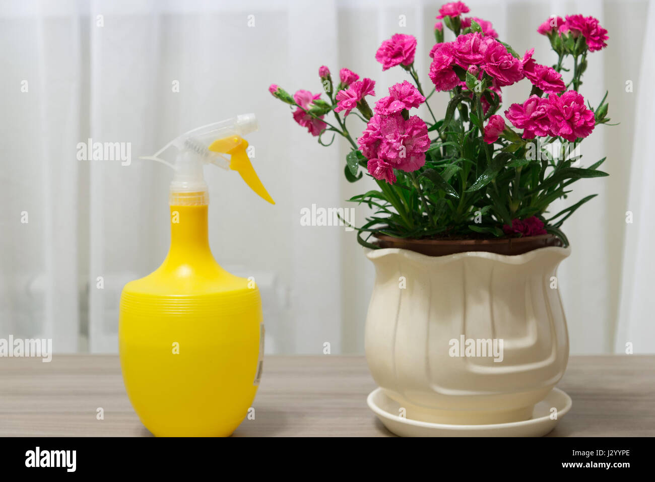 Spray carnation hi-res stock photography and images - Alamy