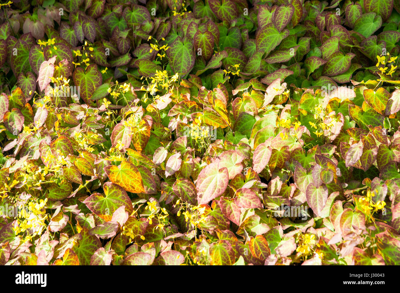 Epimedium (Epimedium) is the most numerous family of plant species of ...